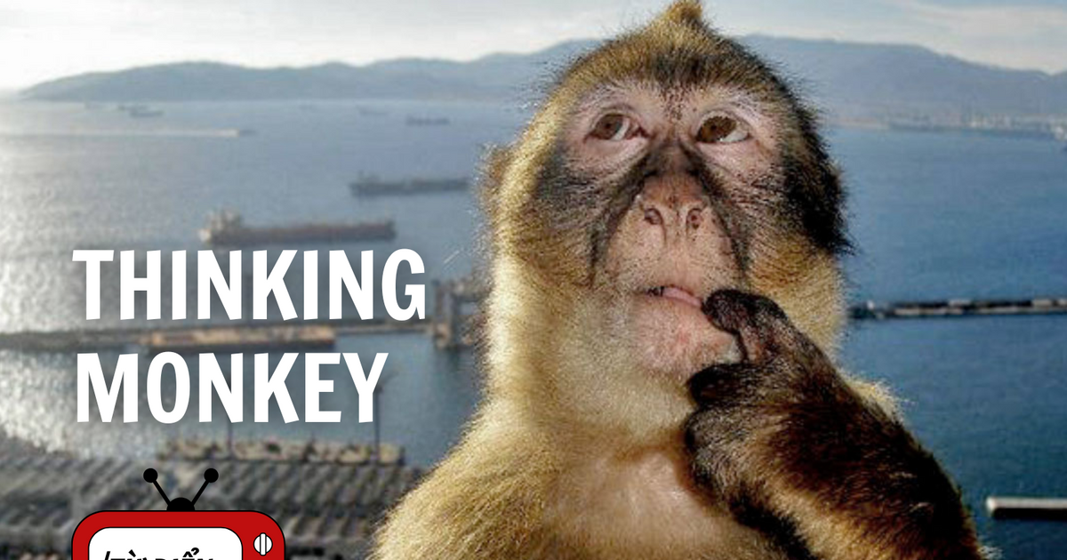 Thinking Monkey: Meme chú khỉ suy nghĩ gây bão cộng đồng mạng