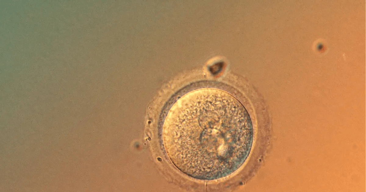 Công nghệ chỉnh sửa DNA phôi người gây ra tranh cãi về đạo đức